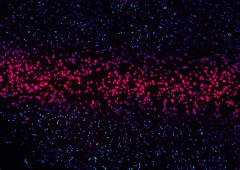 Thompson Sampling Multi Armed Bandits Part 5 By Steve Roberts Towards Data Science