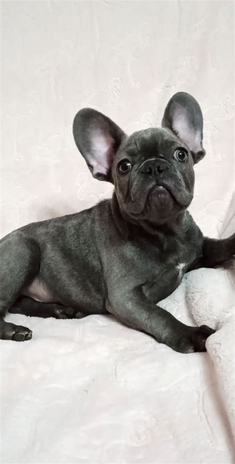 Щенки французского бульдога