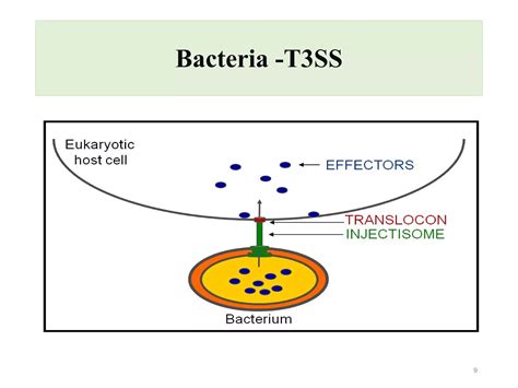 Role Of Pathogen Derived Effector Proteins In Plant Disease And Resistance Ppt