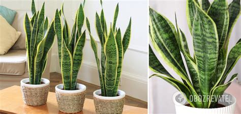 Які кімнатні рослини найкраще вбирають вологу і позбавляють від плісняви назви і фото Oboz Ua