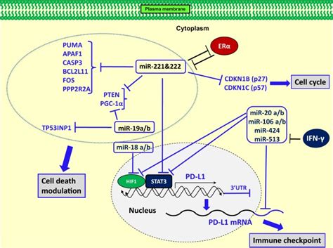 Sex Disparity In Cancer Roles Of Micrornas And Related Functional Players Cell Death