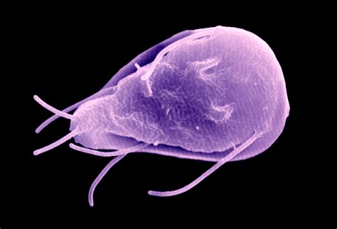 Giardia Lamblia Under Microscope