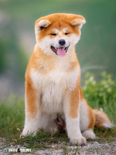 Japanese Akita Inu Coat Colors Coats And Colors