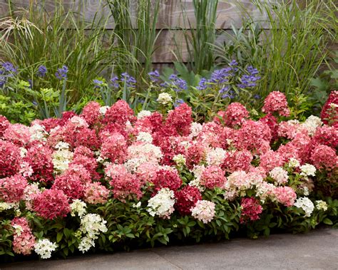 Hydrangea Groundbreaker Ruby Bare Roots — Buy Online At Farmer Gracy Uk
