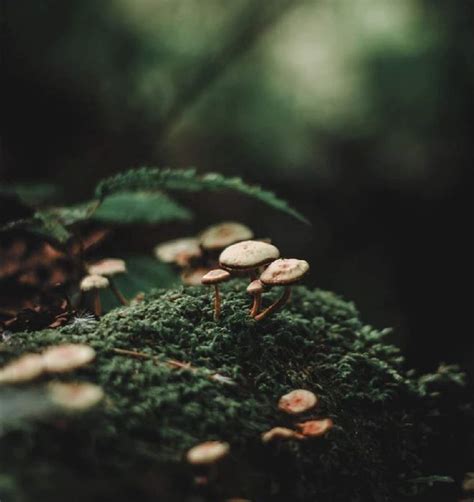 °𝑲𝒊𝒏𝒈° | goblincore Amino