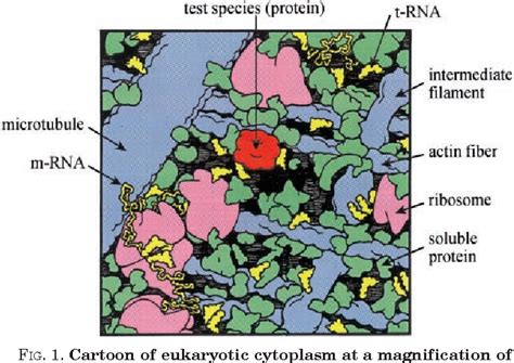 Figure 1 From The Influence Of Macromolecular Crowding And Macromolecular Confinement On