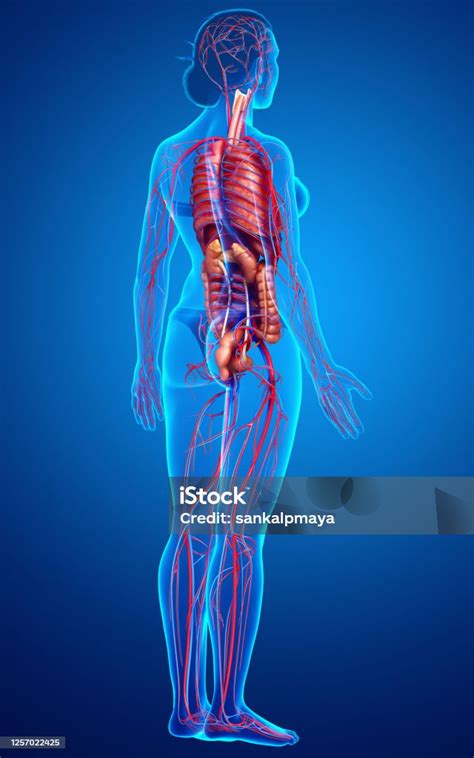 여성 순환 계통 및 내부 장기의 의학적으로 정확한 그림을 3d 렌더링 3차원 형태에 대한 스톡 사진 및 기타 이미지 3차원