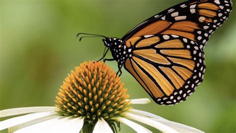 Pa Environment Digest Blog Rep Pielli To Introduce Bills To Protect Insects Conserve Monarch