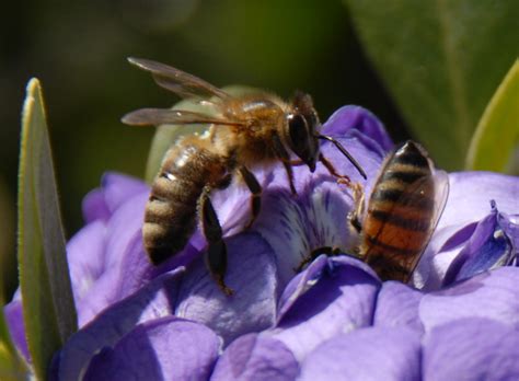 Bee Sex Is Determined By A Molecular Dice Roll Solving A 100 Year Old