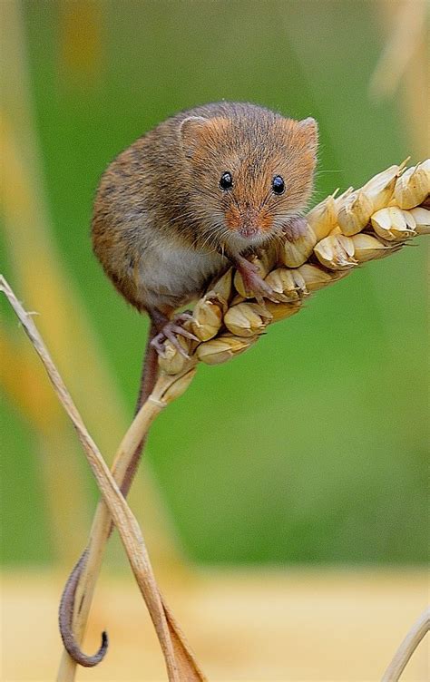 163 Best Harvest Mouse Images On Pinterest Harvest Mouse Computer