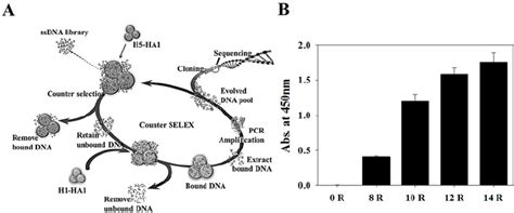 In Vitro Selection Of Ssdna Aptamers And Specific Binding Activity Of
