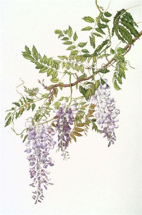 Wisteria Drawing At Explore Collection Of Wisteria
