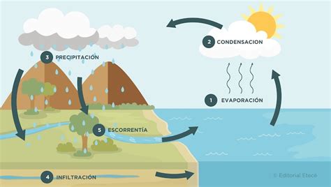 Ciclos Biogeoquímicos Qué Son Tipos Y Su Importancia