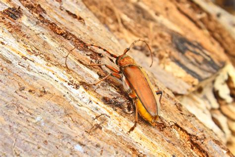 Tree Care Beware Of Borers Reliable Tree Care