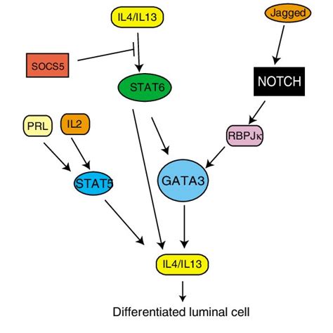 Signalling In T Cell Lineage Commitment Multiple Pathways Are Download Scientific Diagram