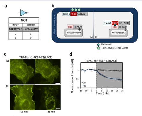 Figure 1 From Cellular Signaling Circuits Interfaced With Synthetic Post Translational