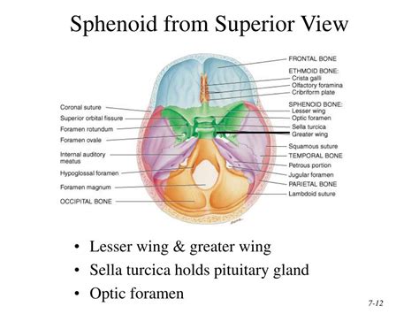 Ppt Chapter 7 The Skeletal System The Axial Skeleton Powerpoint