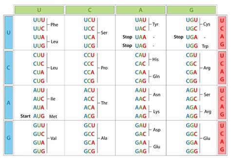 Amino Acid Sequence Definition Chart And Analysis Methods Boc Sciences