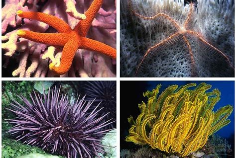 Echinoderms In Sealife Explore Different Types Of Corals And Sea Stars
