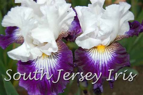 Dancing Star T Johnson 2009 South Jersey Iris