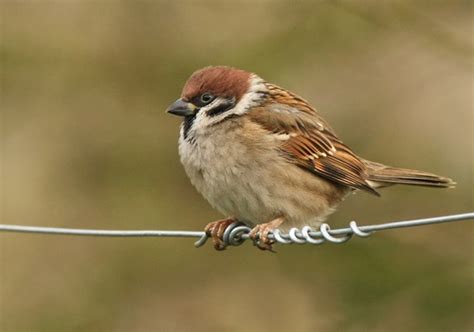 Catullus 2 Catullus 5 Catullus 7 Catullus 51 Catullus 92 Flashcards Quizlet