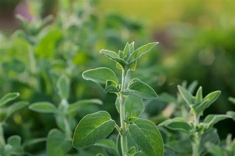 The Sage Propagation Trick Growing Sage Indefinitely Without Spending Money Sharingideas Me