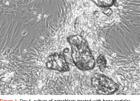 Figure 1 From The Effect Of Embryonic Origin On The Osteoinductive