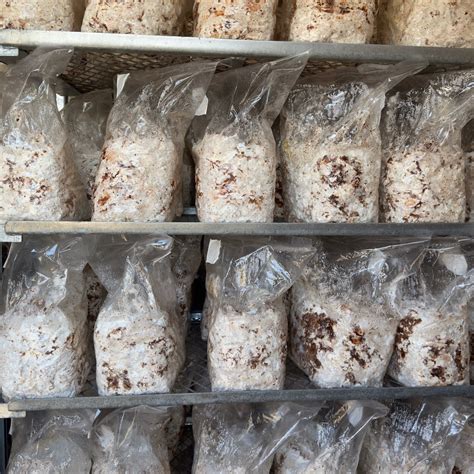 Fully Colonized Substrate Ready To Fruit Blocks