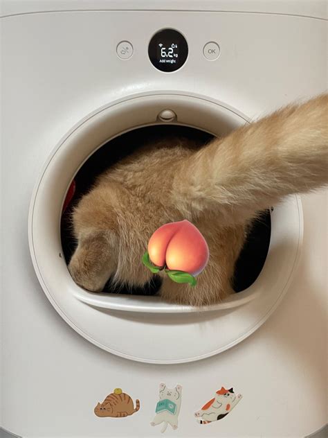 Yๆ On Twitter เว่อละ แมวเด็ก 10 เดือน