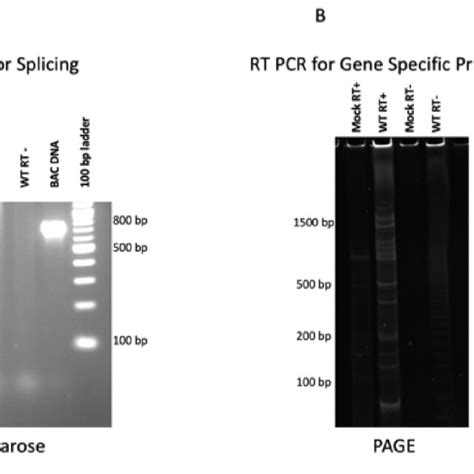 Reverse Transcription Rt Pcr For The Antisense Transcripts In