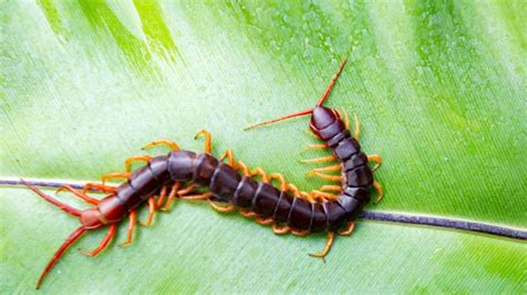 Centipede Complete Guide To Centipedes Inside And Outside