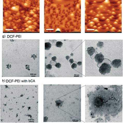 dls experiments showing the size distribution of colloidal aggregates download scientific
