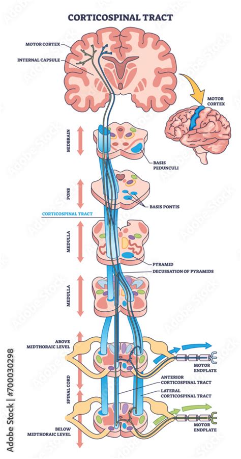 Corticospinal Tract Or Pyramidal Neuronal Pathway Outline Diagram