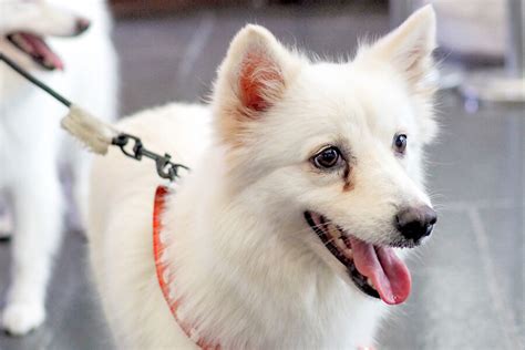 Tear Stains What They Are And How To Handle Them Tailored Pet