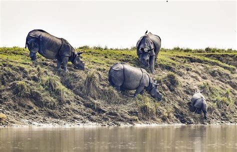 Assam Govt To Set Up Transit And Rescue Camps For Animals In Kaziranga