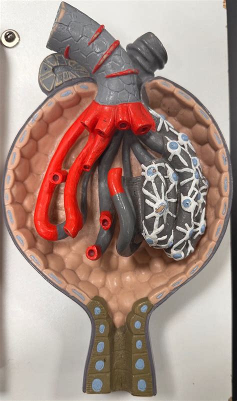 Glomerulus Diagram Quizlet