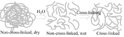 Cross Section Sem Image Of The Cross Linked Membrane Download Scientific Diagram