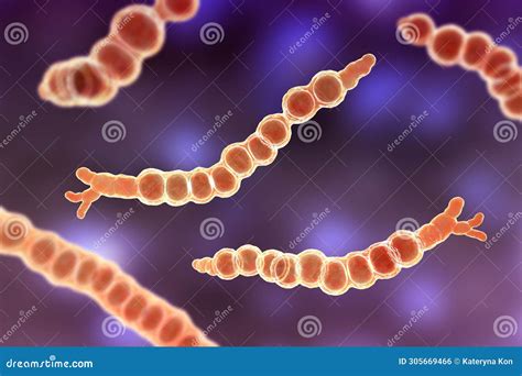 Trichophyton Verrucosum Fungi 3d Illustration 305669442