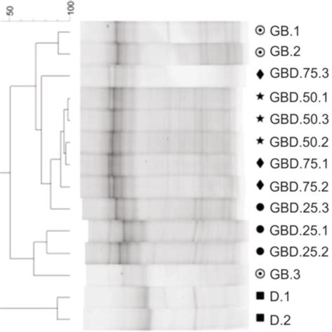 Community Profile Dendrogram Based On Dgge For D Sample Gb Sample And
