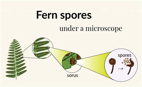 Class 7 Science Chapter 12 Reproduction In Plants Definition And