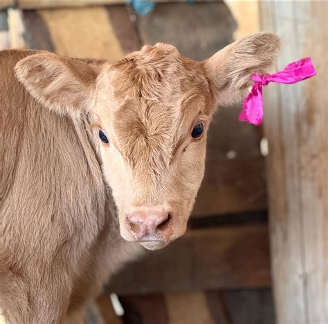 СҮҮНИЙ ҮХРИЙН ХУДАЛДАА НАЙМААНЫ НЭГДСЭН ГРУПП 🐮 Үхэр тугалын маллагааны 30 зөвлөгөө Facebook
