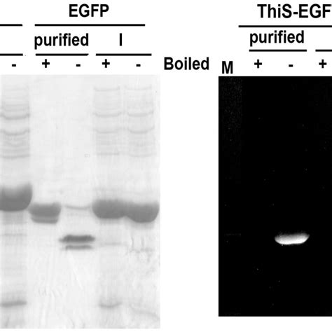 Folded Egfp Proteins With Or Without This Fusion Retained Their Native Download Scientific