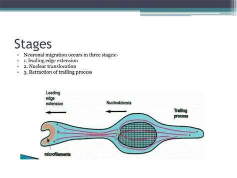 Histogenesis Of Cerebral Cortex And Cerebellar Cortex Nit Pptx