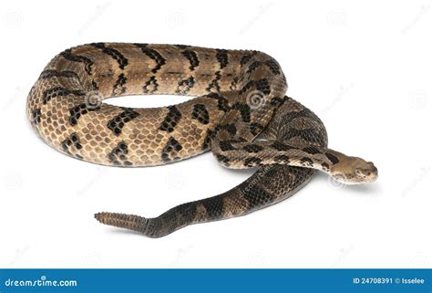 Timber Rattlesnake Stock Image Image Of Rattlesnake 24708391