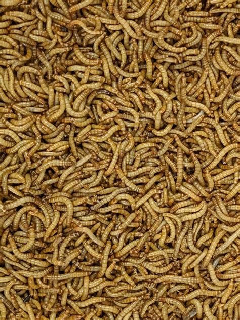 Яйца червей — купить по низкой цене на Яндекс Маркете