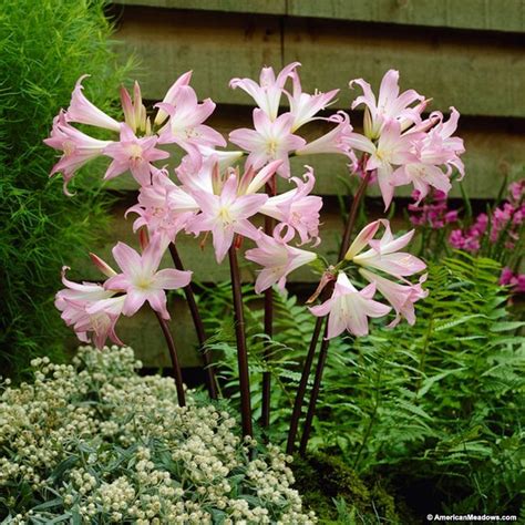 Belladonna Lily Or Naked Ladies American Meadows Bulb Flowers