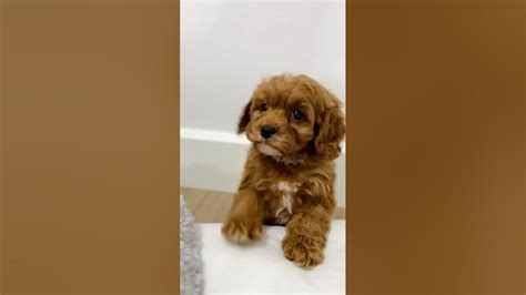 Your Daily Dose Of Cavapoo Cuteness 😍😍 Follow Along To See More Of