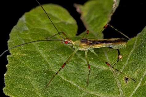 Assassin Bugs Exposed What You Should Know To Stay Safe Whats That Bug