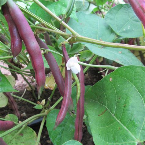 Black Bean Plant