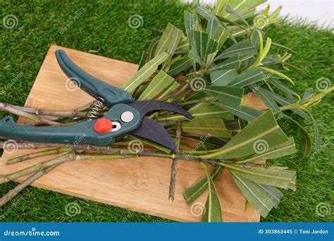 Pruning Shears On Oleander Branches For Cutting Cutting Roots Of